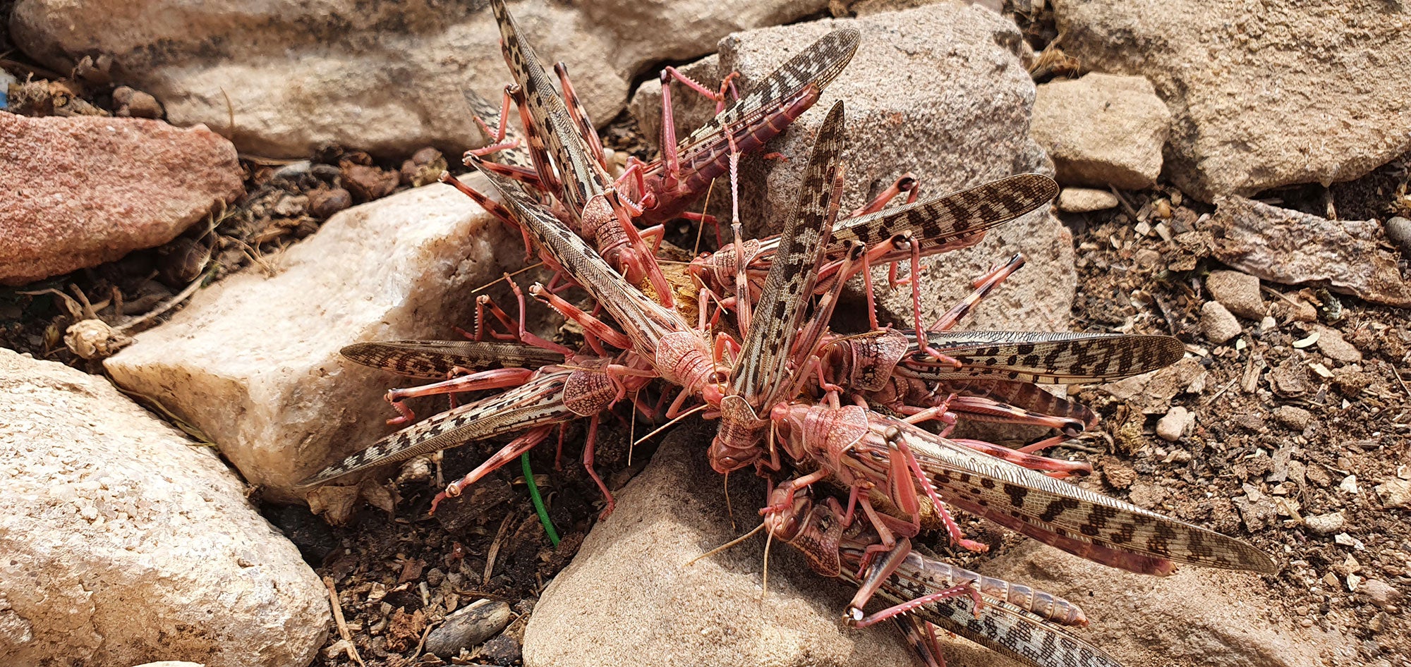 Locust Swarms Put Millions at Risk of Starvation - CARE