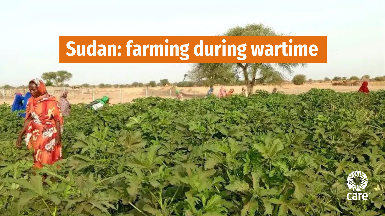 Sudan: farming during wartime - CARE