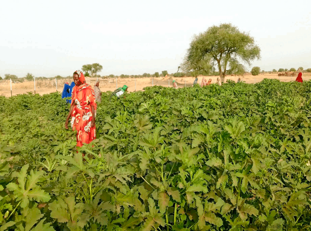 New CARE research confirms Sudanese women farmers are hardest hit by ...